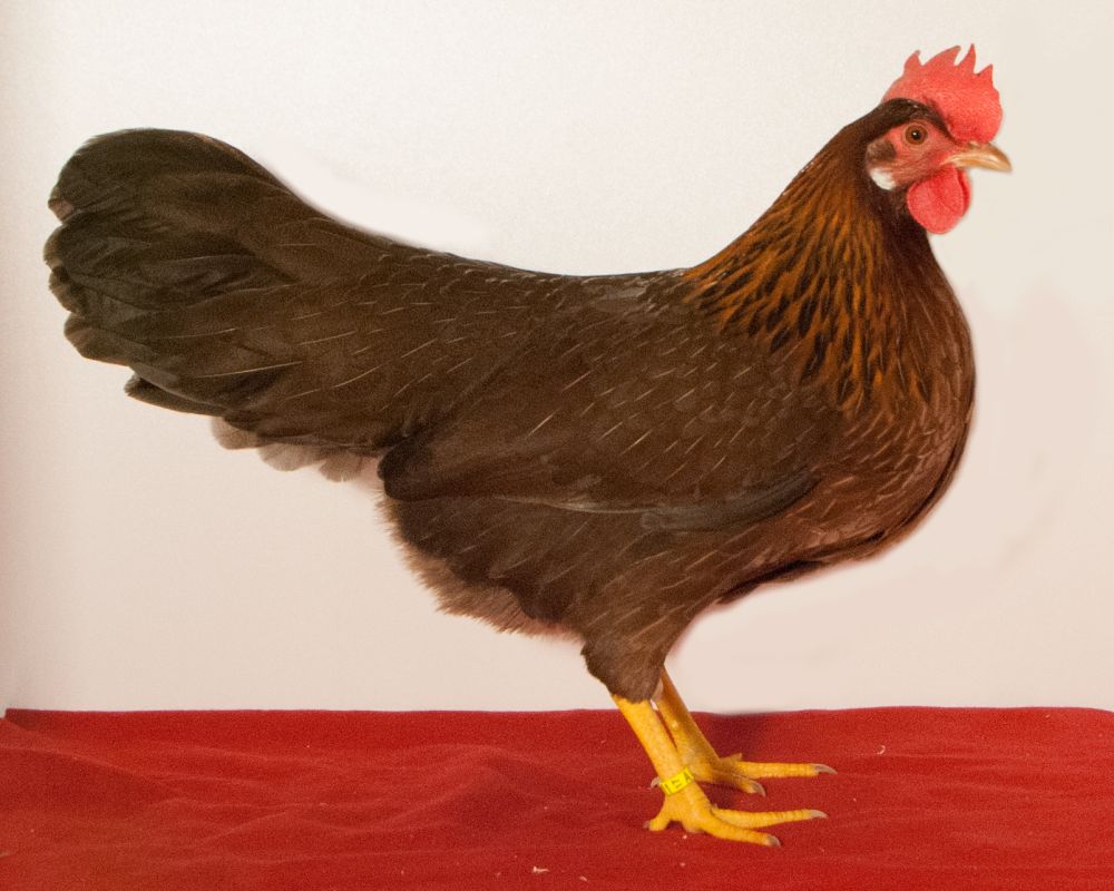 Zwerg-Italiener – sv-zwerg-italiener.de